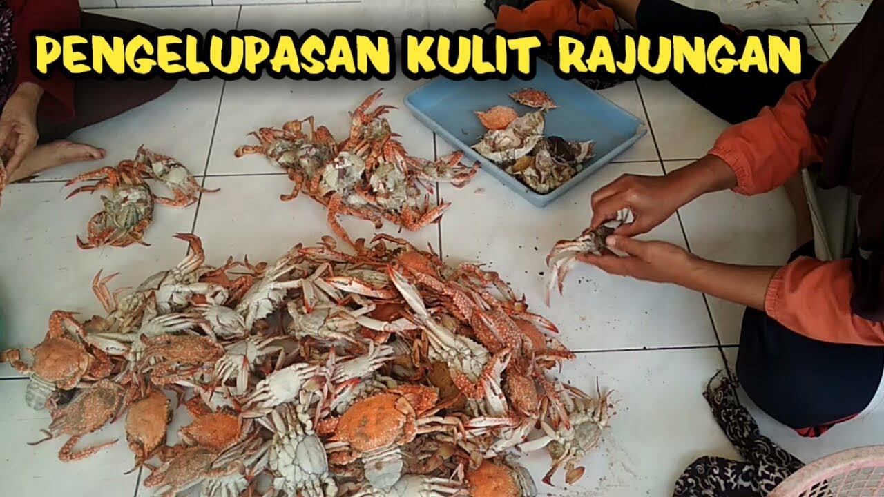 Pengelupasan kulit rajungan - YouTube