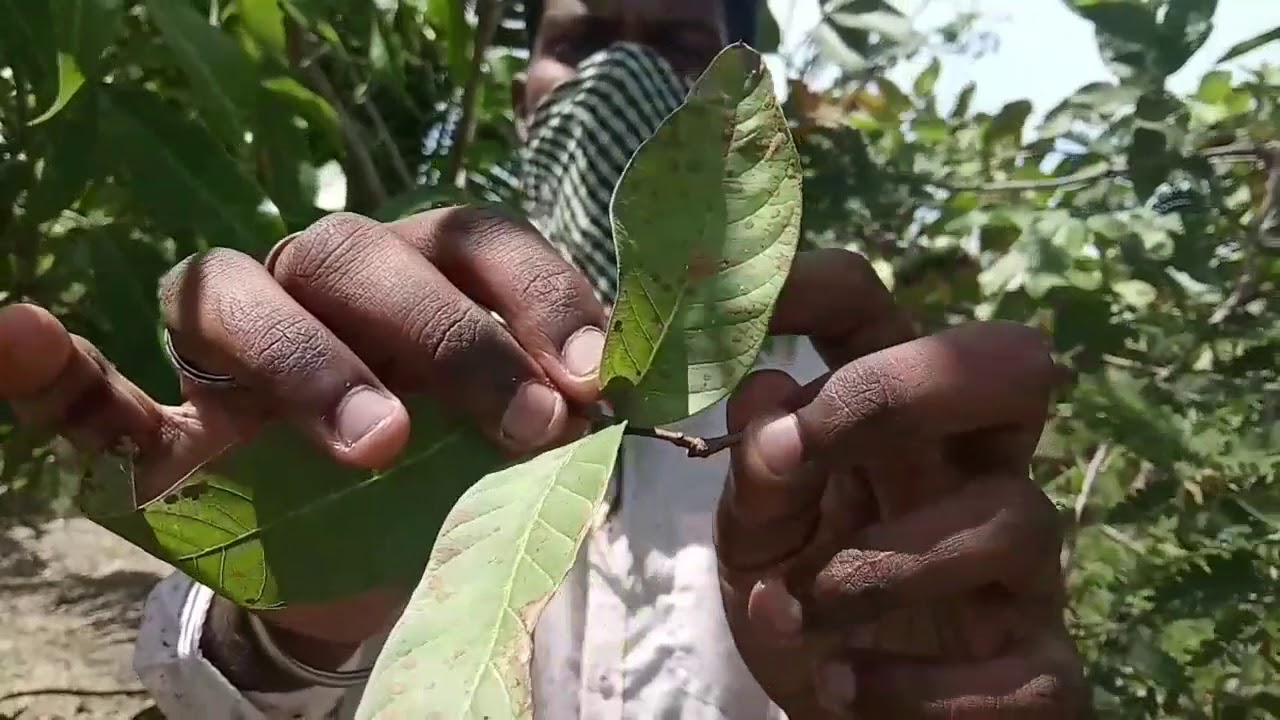 Red Rust of Guava explanation in tamil _ A.Eswaran. - YouTube
