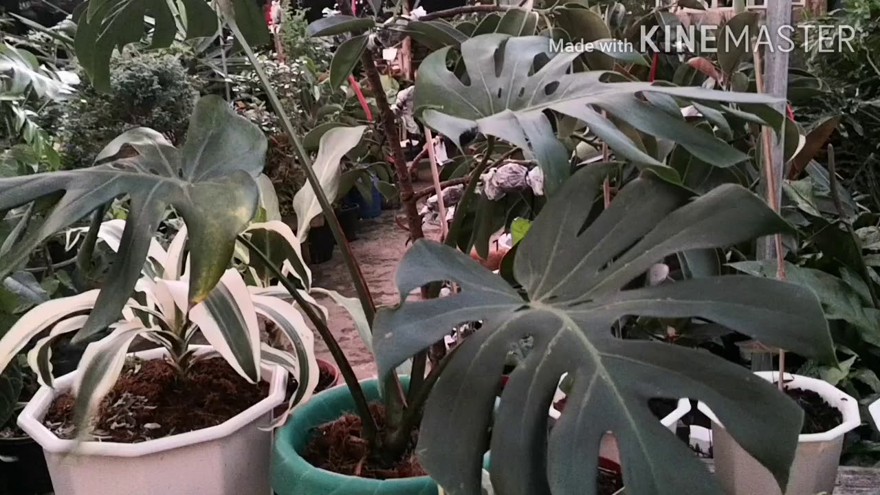 Murang rare na halaman sa silang cavite enjoymoto - YouTube