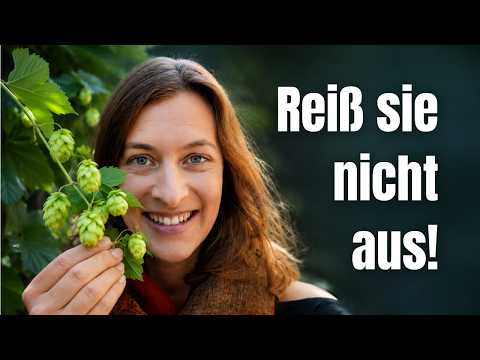 Bier, Schlaf & Hormone? Die meisten halten diese Pflanze für Unkraut