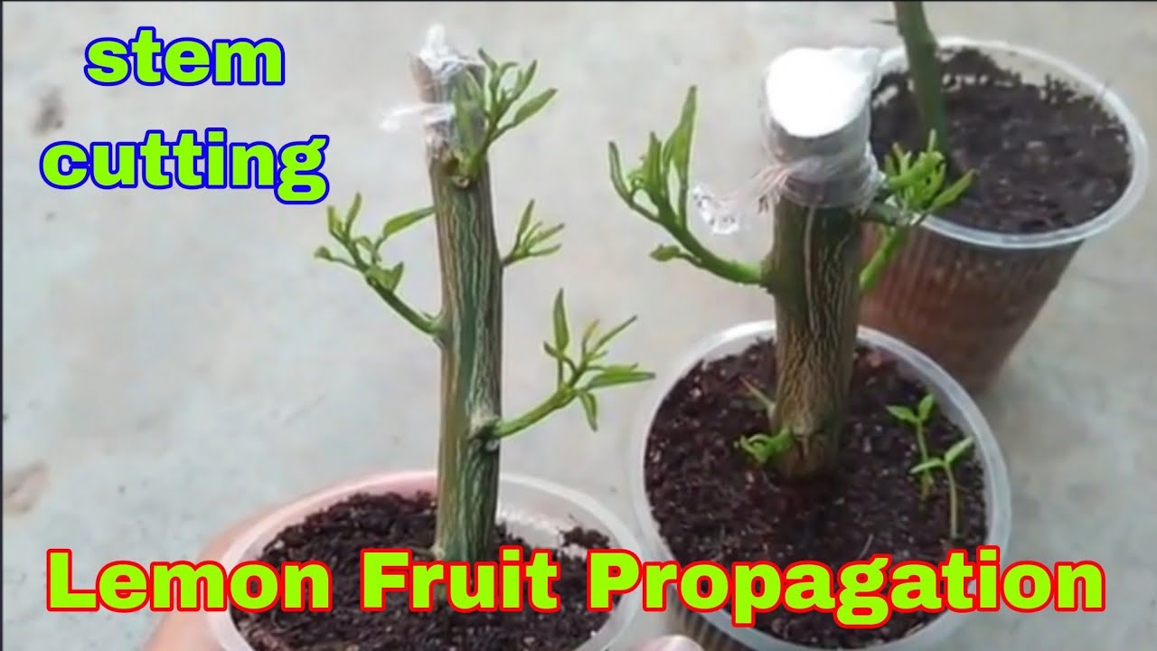 Stem cutting propagation, Lemon Fruit, tips and tutorial. - YouTube