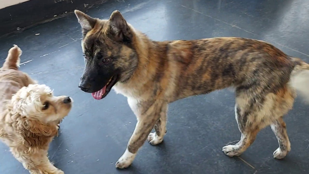 Hoya meeting a big dog - YouTube