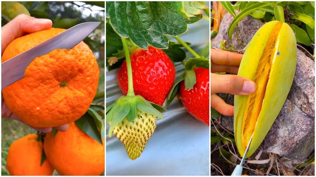 satisfying fruit ninja fresh Fruit Cutting Fruit Ninja /tik tok /341 ...