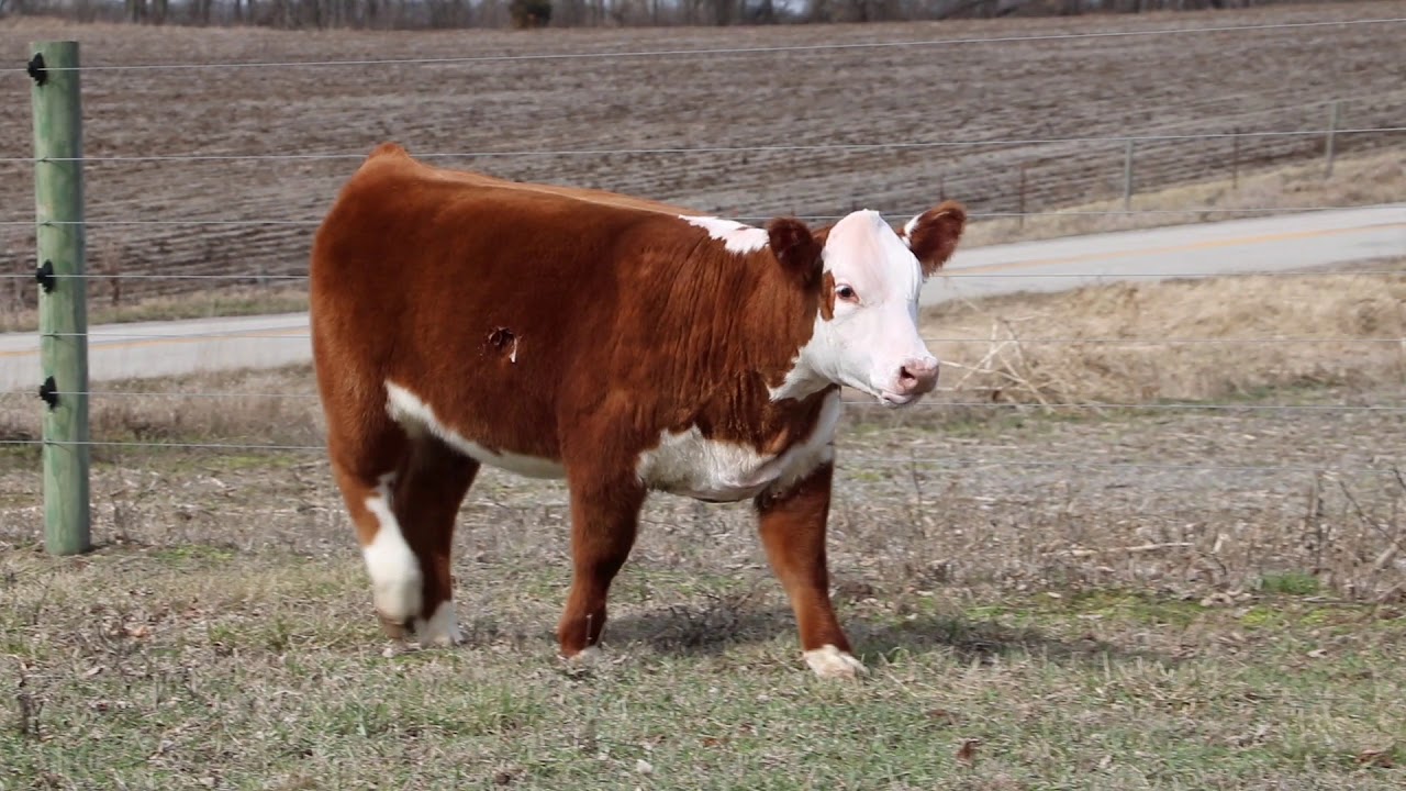 polled hereford heifer - YouTube
