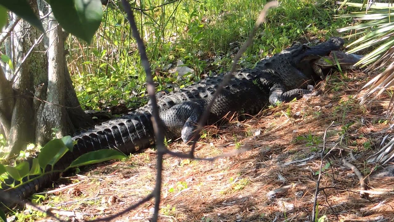 Gator Eating Turtle Video6 - YouTube