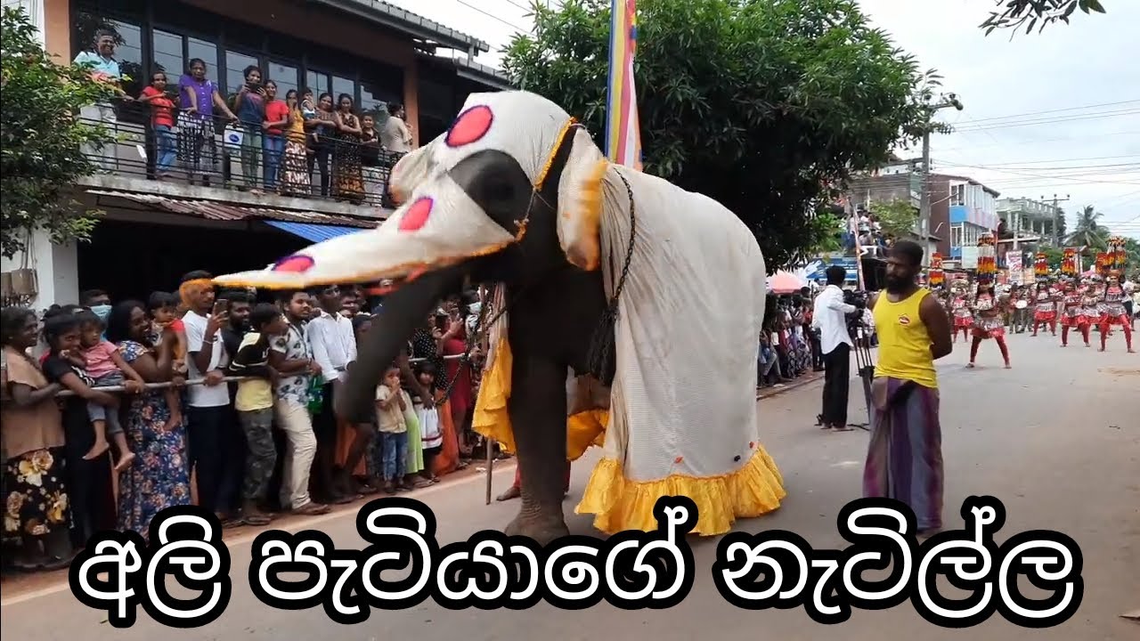 අලි පැටියාගේ නැටිල්ල | Elephant Dance - YouTube