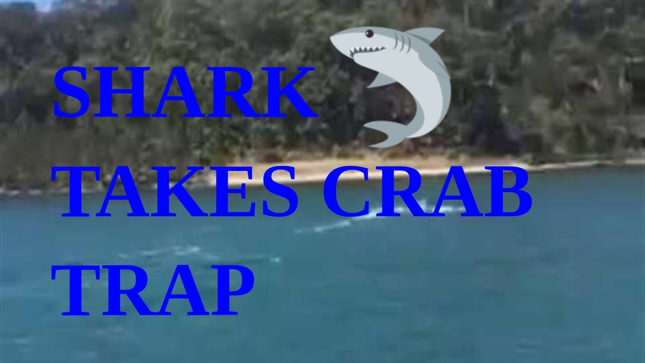 white pointer shark takes crab pot - YouTube