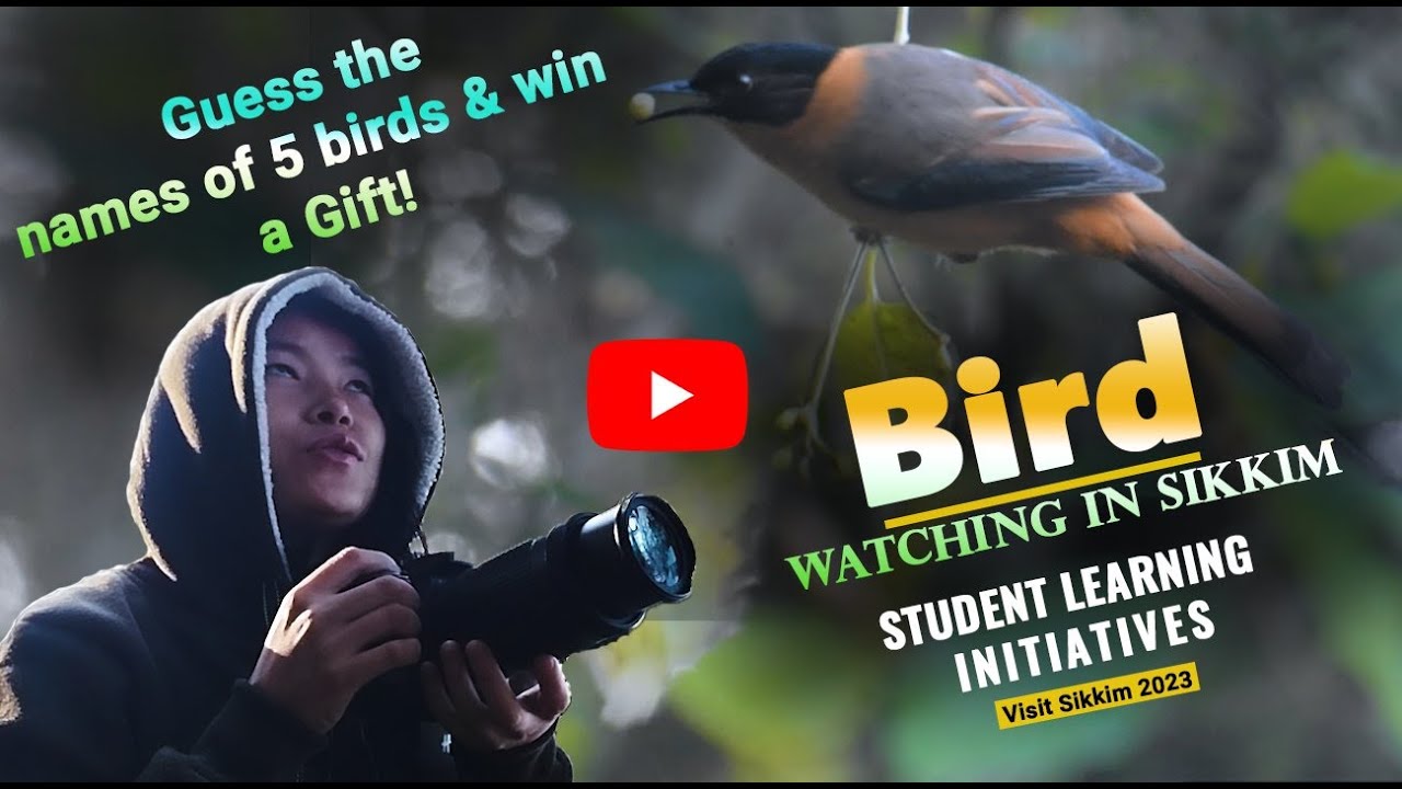 Exploring the Avian tourism in Sikkim: A Bird-Watching Adventure - YouTube