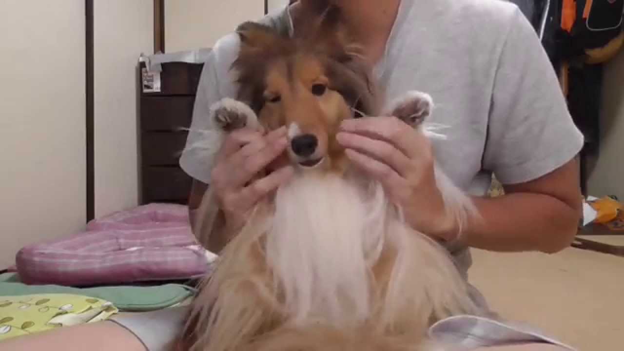【可愛いシェルティ】犬が歯見せる理由。Cute Sheltie:The reason for the dog show teeth ...