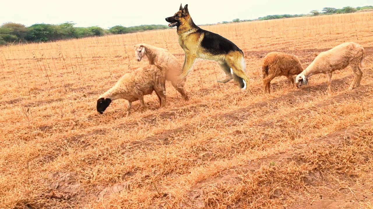 Goat Vs Sheep Hard Meeting | Goat Meeting | Sheep Meeting - YouTube