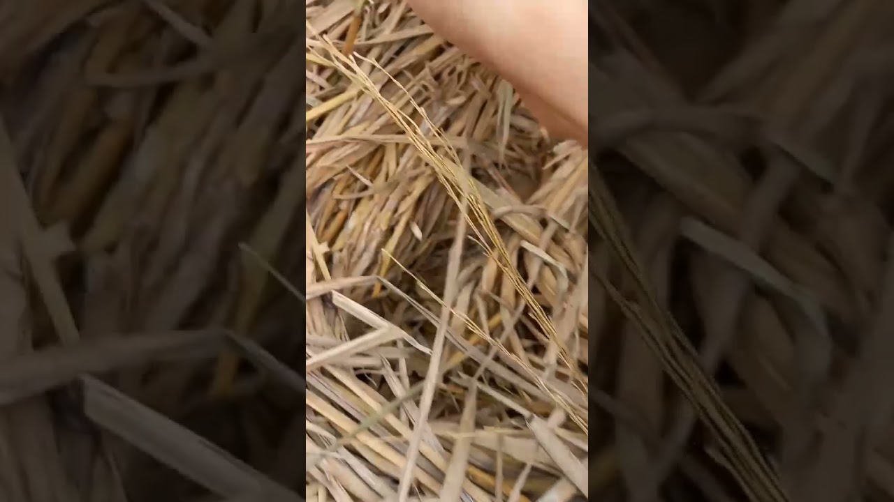 jamur sawah supa jarami jamur jadul jamur crispy - YouTube