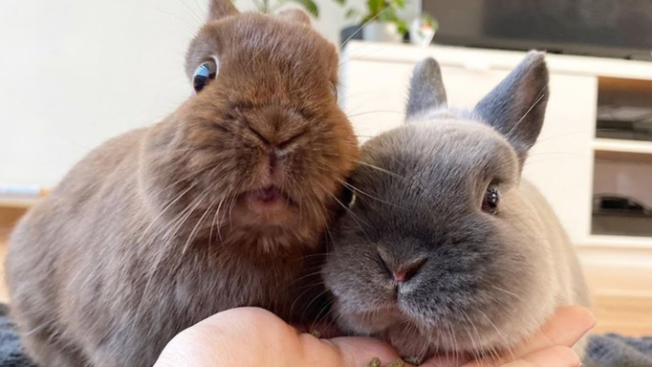 Rabbit Bunny | Cute Baby Bunny | Dwarf Bunny | Netherland Dwarf Rabbit ...