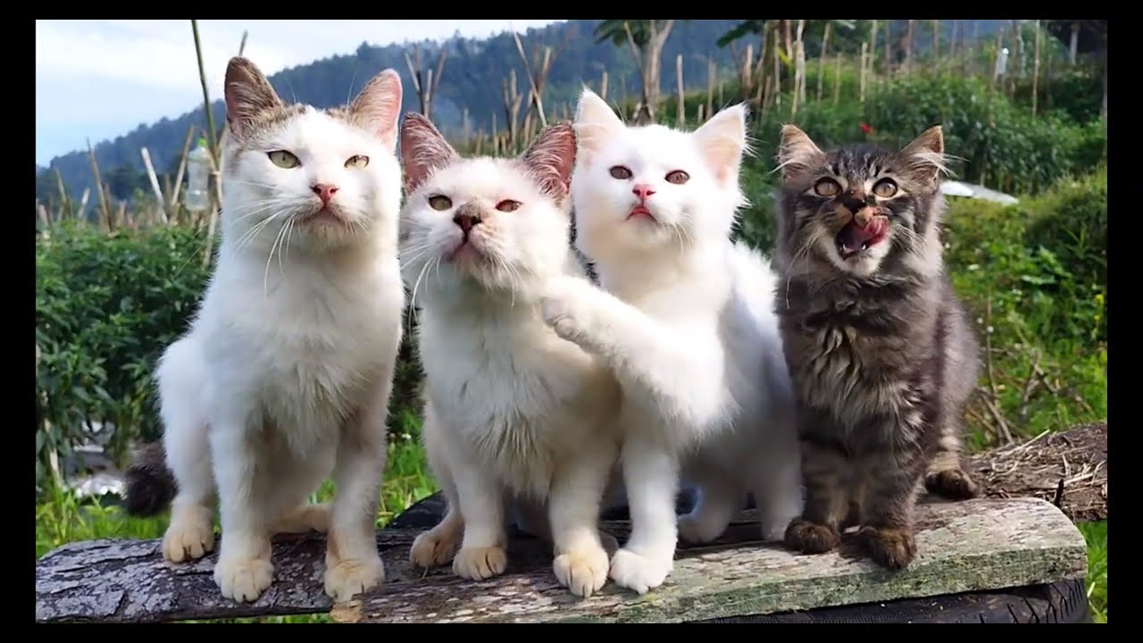 #103 BEAUTIFUL CAT - AMAZING ANIMALS - CATS CUTES - STACY BEST CAT ...