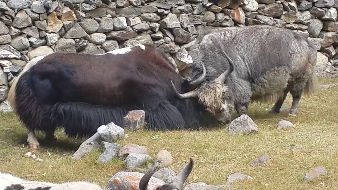 Yak fight in Yugo Baltistan part 3 - YouTube