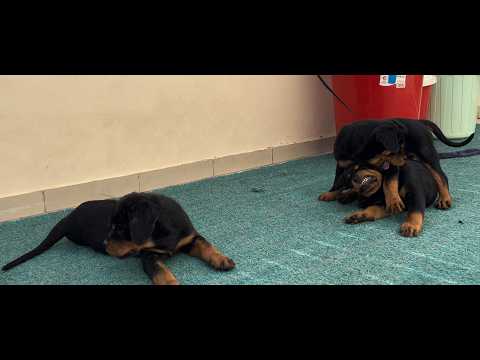 Every Rottweiler Puppy Has a Different Personality! 🐶 ❤️