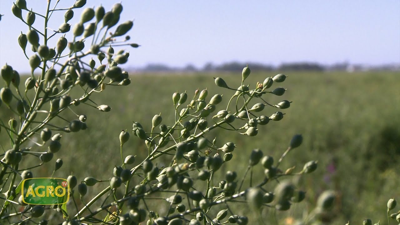 Camelina: Cultivo invernal que potencia y energiza la rotación (#1056 ...
