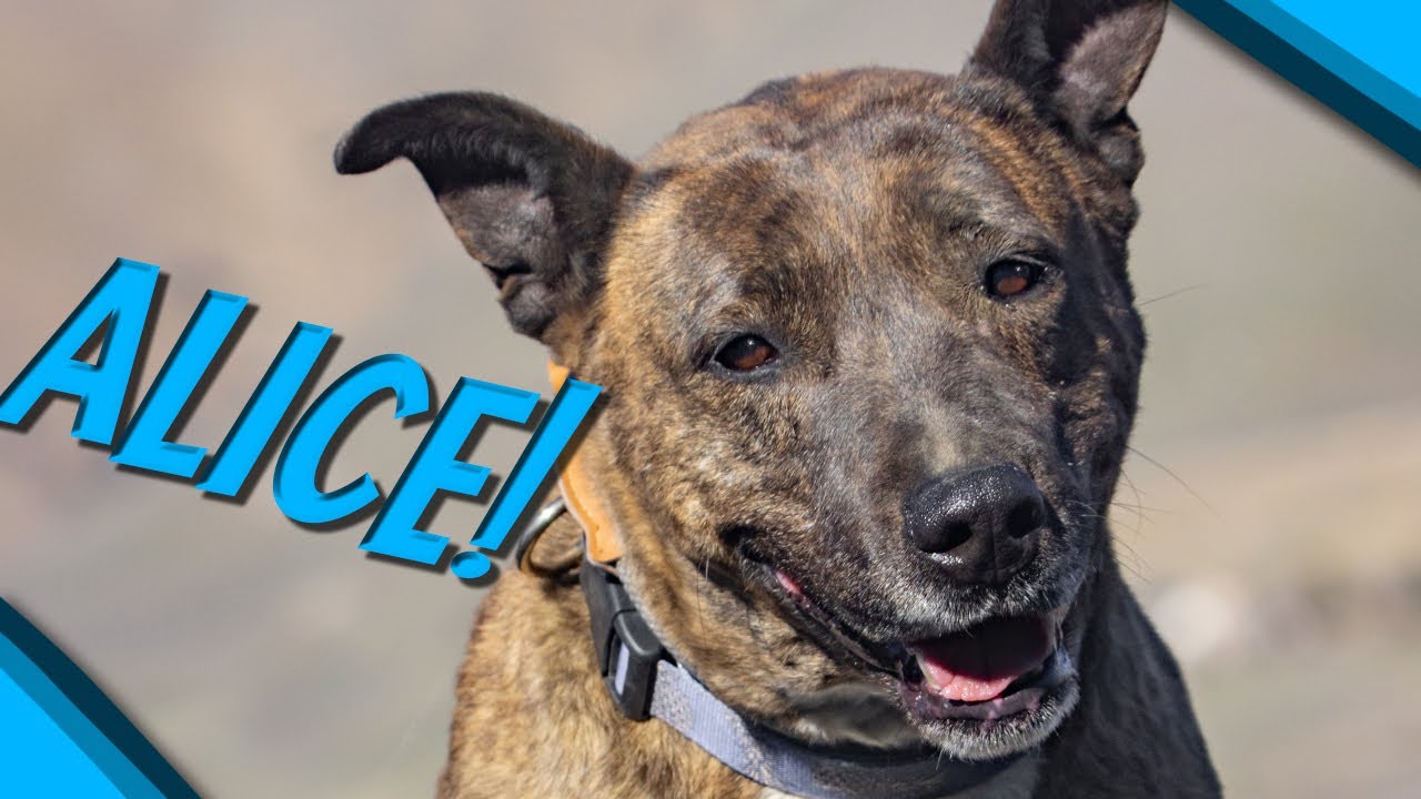 You need to see how much progress Alice has made! | Marley's Mutts ...