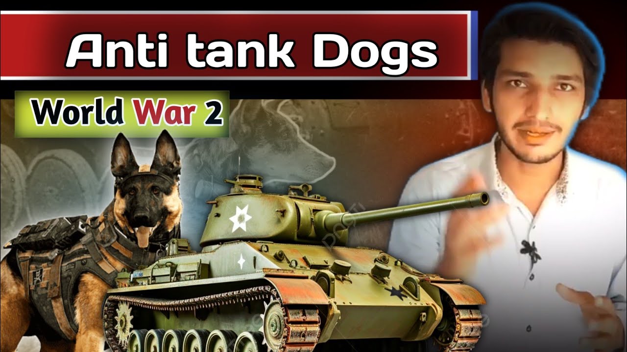 The Story of Russia's Anti-Tank Dogs" || World War 2 || Suno Atif - YouTube