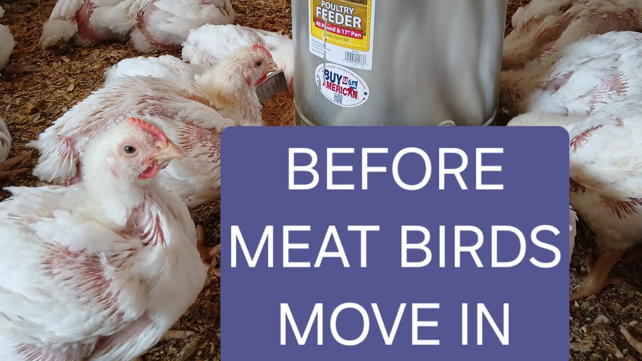 Getting Things Ready Before Moving In Meat Birds...Floor Space, Ambient ...