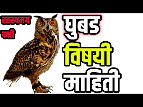 ghubad vishay mahiti | ghubad chi mahiti marathi | घुबड पक्षी माहिती ...