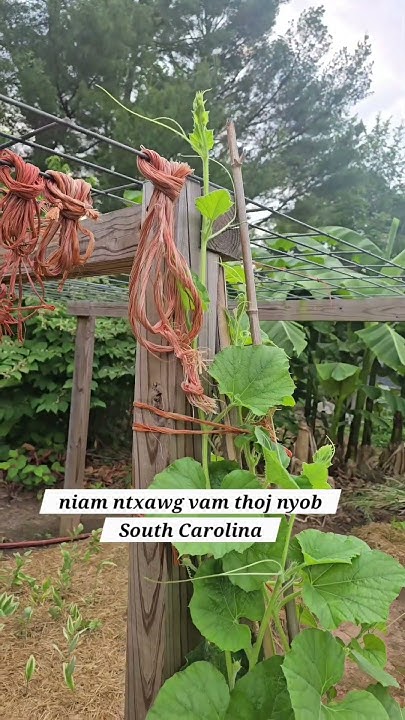 Mus Saib Teb 5/23/2025 - YouTube