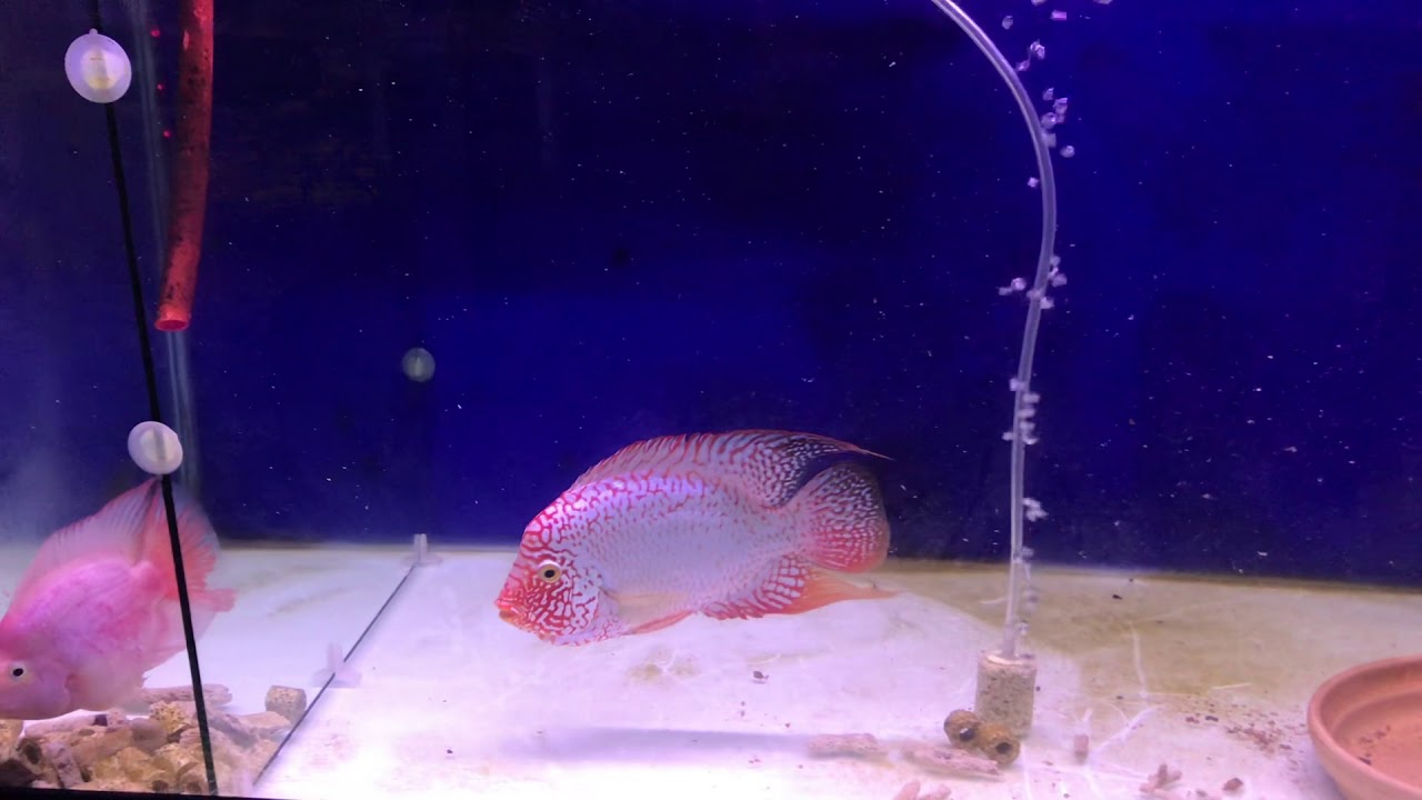 Super red texas (SRT) flowerhorn - YouTube