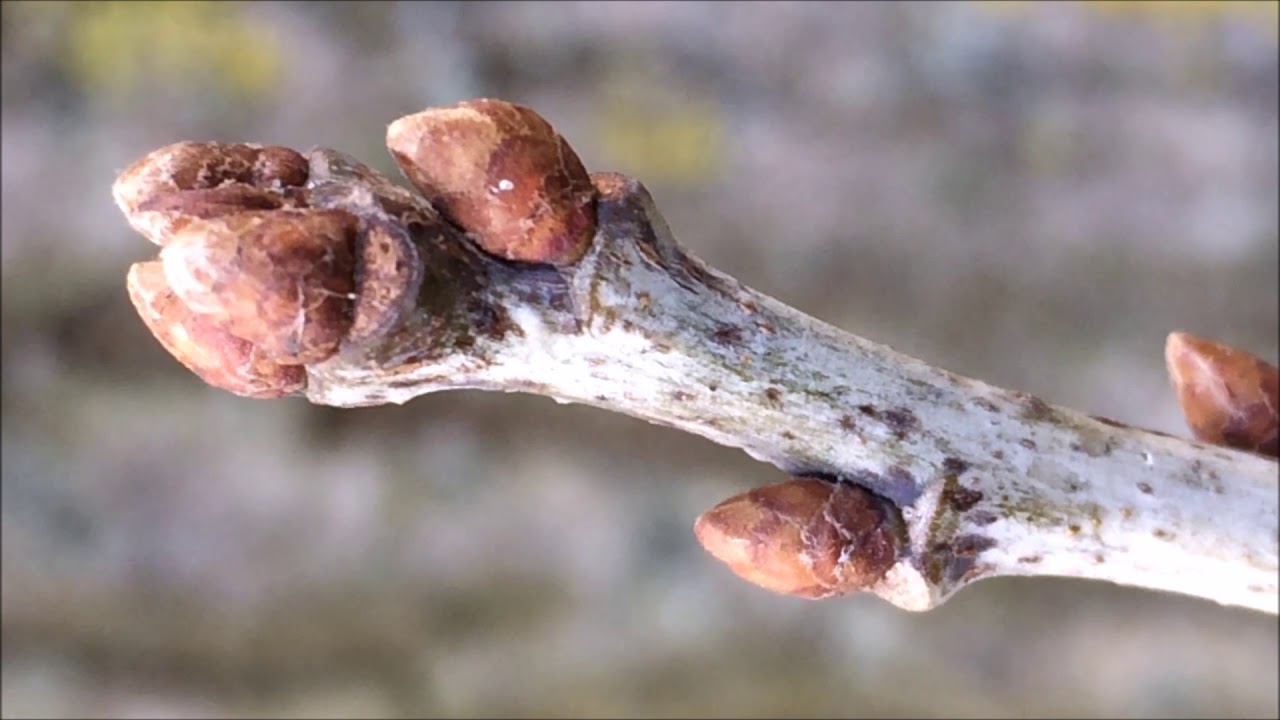 Sessile oak (Quercus petraea) - buds close up - February 2018 - YouTube