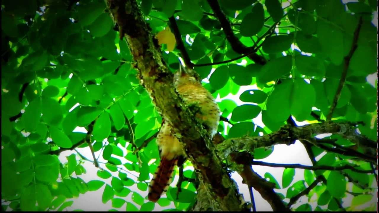 Barred Puffbird - Nystalus radiatus- reserva el paujil - YouTube