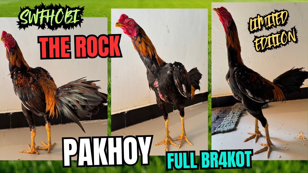 Aku Bersama THE ROCK ayam PAKHOY Ter Amazing Di Indonesia - YouTube