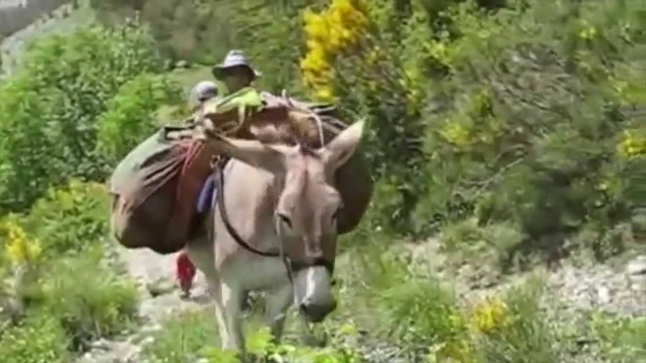 walking with a donkey in the French Alps - YouTube