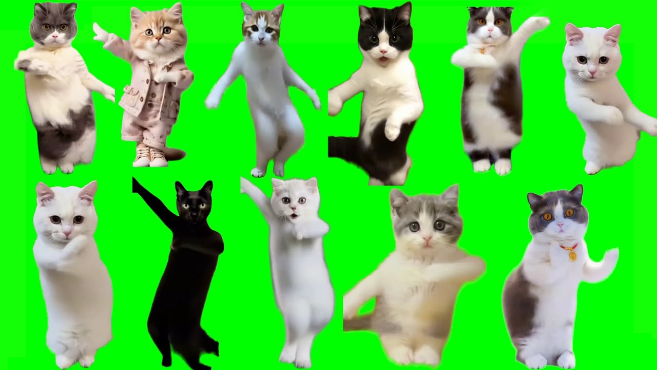 Cats dancing green screen compilation - YouTube