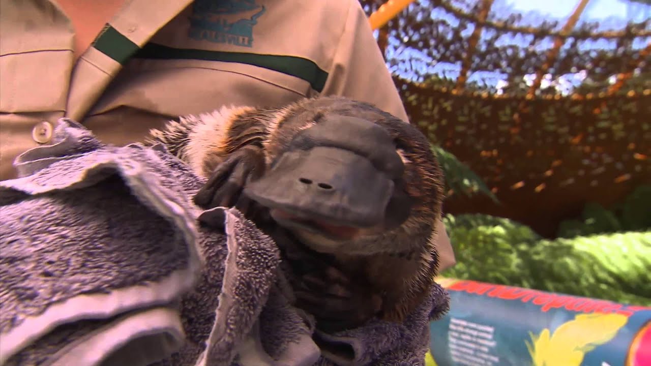 One of Coxy's old favourites - Coxy's Big Break - YouTube