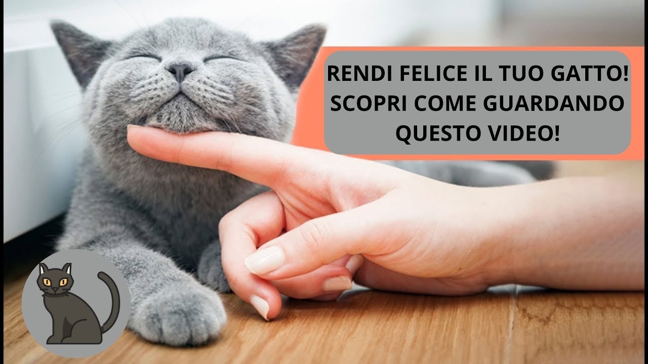 10 Consigli per Rendere Felice il Tuo Gatto - YouTube