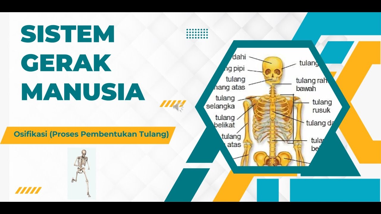 Biologi Kelas XI - Sistem Gerak Manusia (Osifikasi - Proses Pembentukan ...