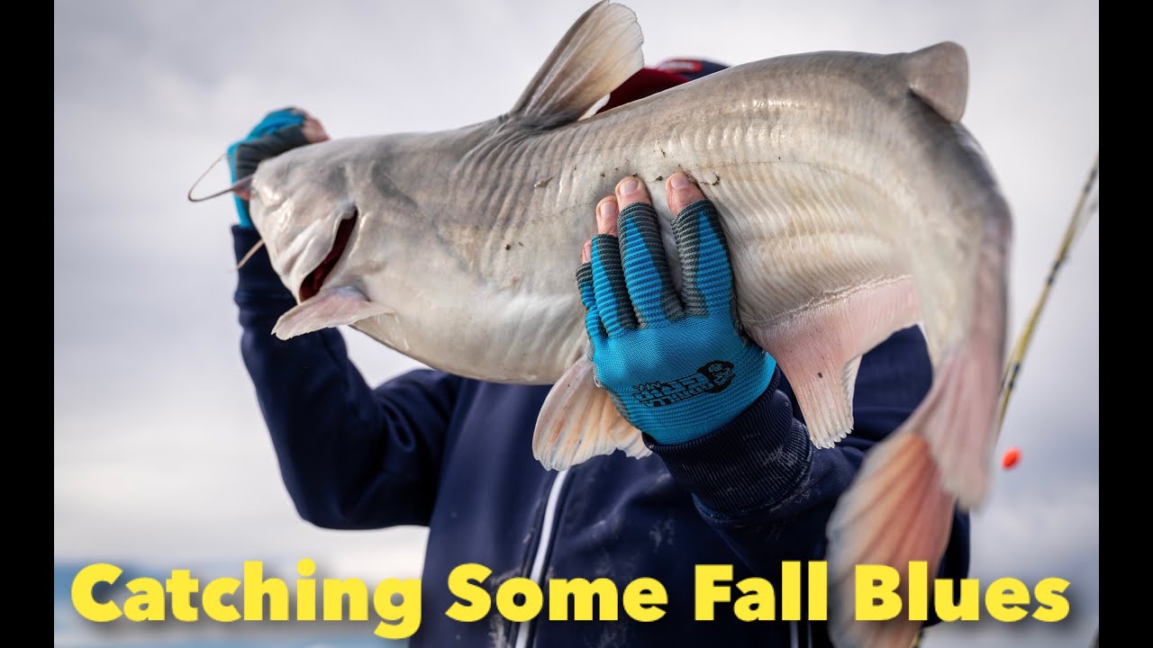 Red Hot Fall-Time Blue Catfishing - YouTube