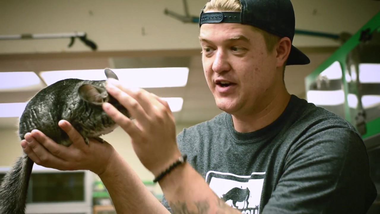 MEET THE CHINCHILLA "GIZMO" - YouTube