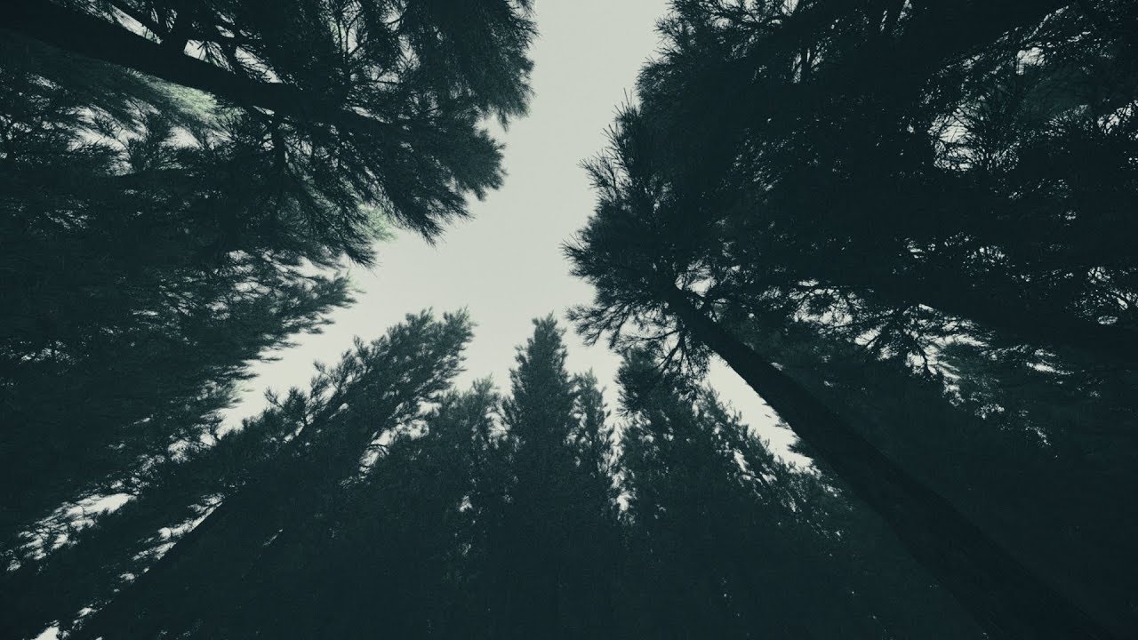 CG Forest for a new project - YouTube