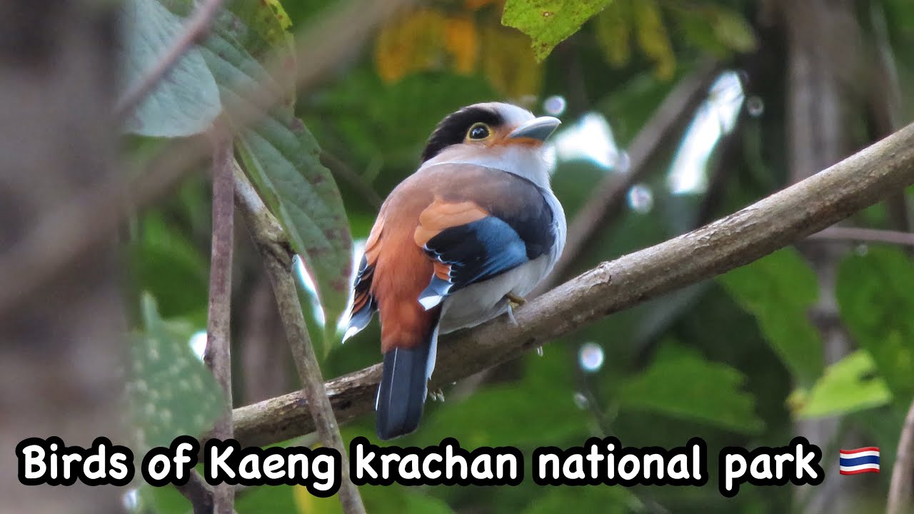 Birding at kaeng krachan national park 4K | นกแห่งอุทยานแห่งชาติแก่ง ...
