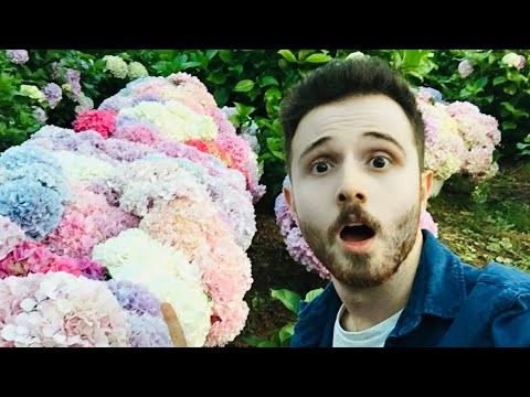 MEŞHUR SOĞUKOLUK ORTANCA ÇİÇEKLERİ - DÜNYAYA SATILAN ORTANCALAR !!!