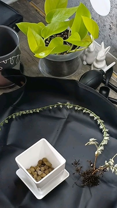 миллион сердец... #жизнь #стихи #plants #комнатныерастения #пересадка # ...