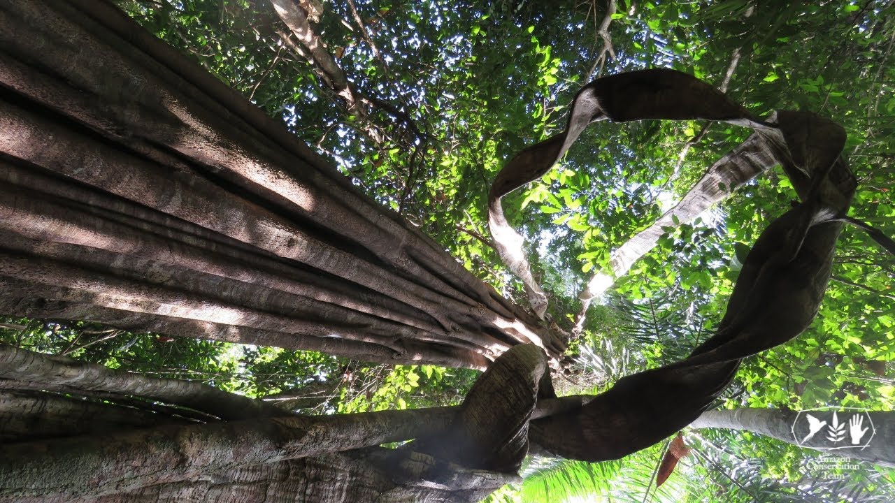 Forest types of Suriname: High dryland forests at Tonka Island (trees ...