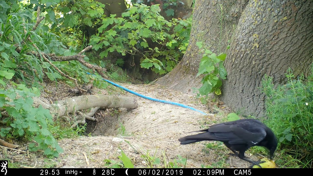 Crow finds, and devours a pear... - YouTube