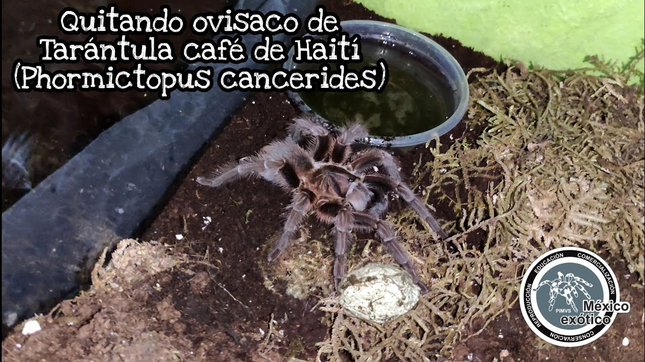 Quitando Ovisaco de Tarantula Cafe de Haiti Phormictopus cancerides ...