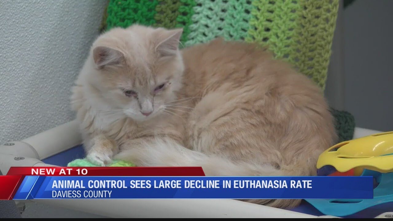Euthanasia Rate Drops at Daviess County Animal Control - YouTube