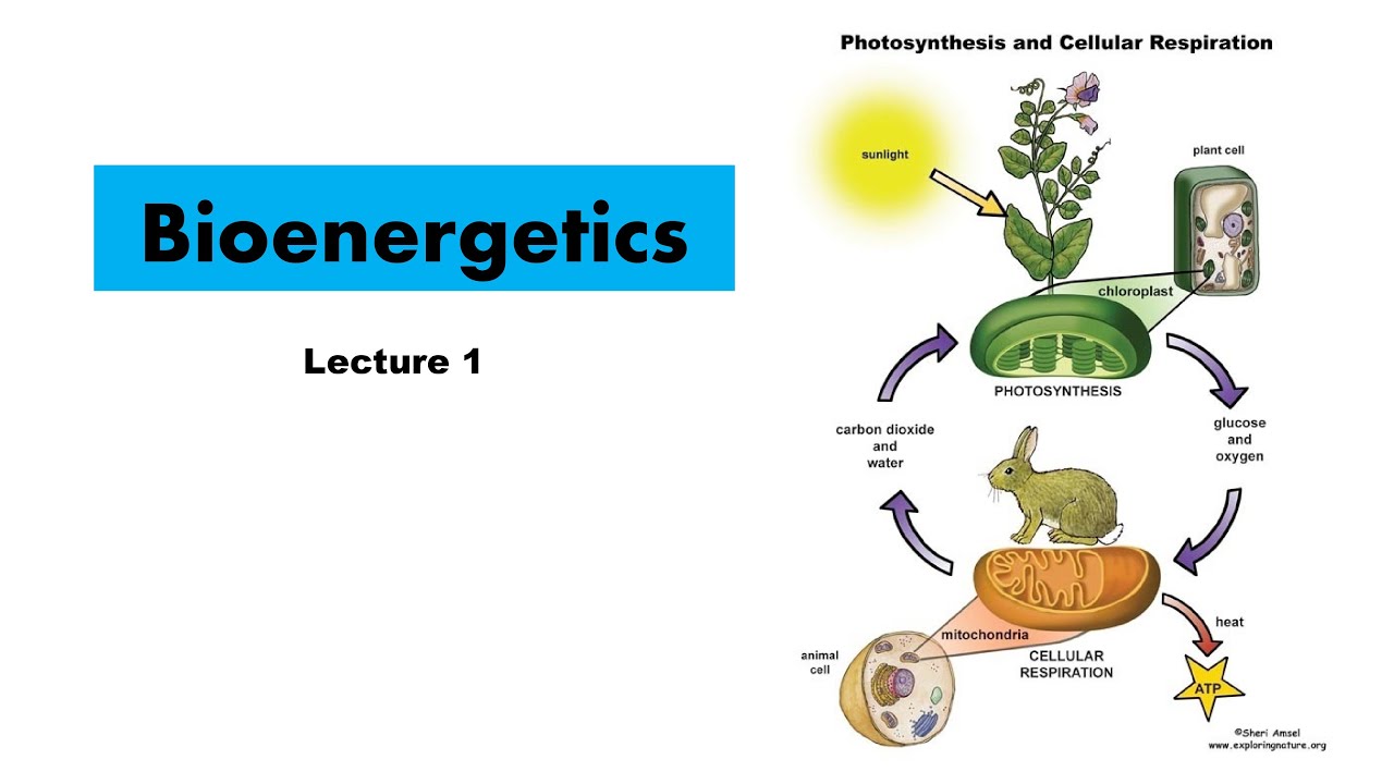 Bioenergetics and Thermodynamics Lecture 1 - YouTube