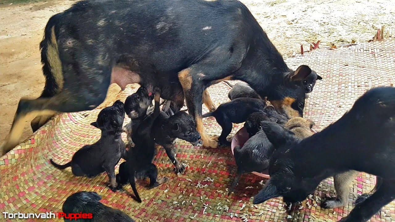 Poor family, poor puppies, dog family hungry - YouTube