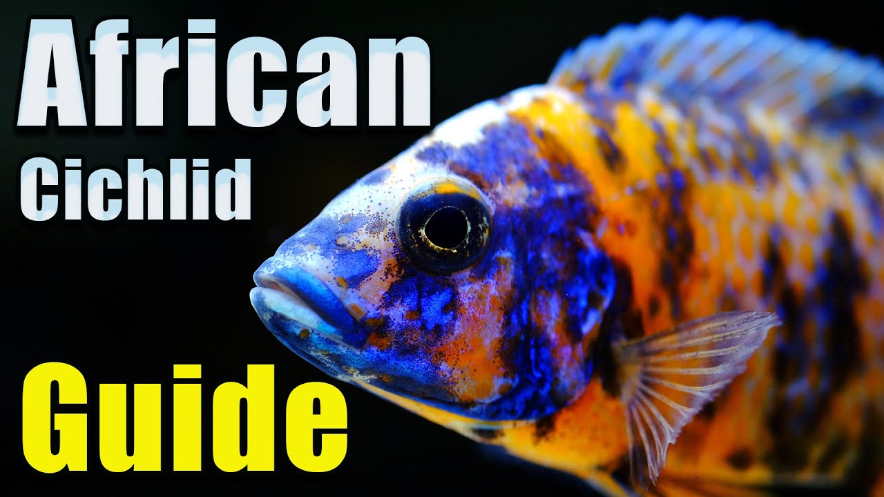 Beginners Guide to African Cichlids! - YouTube