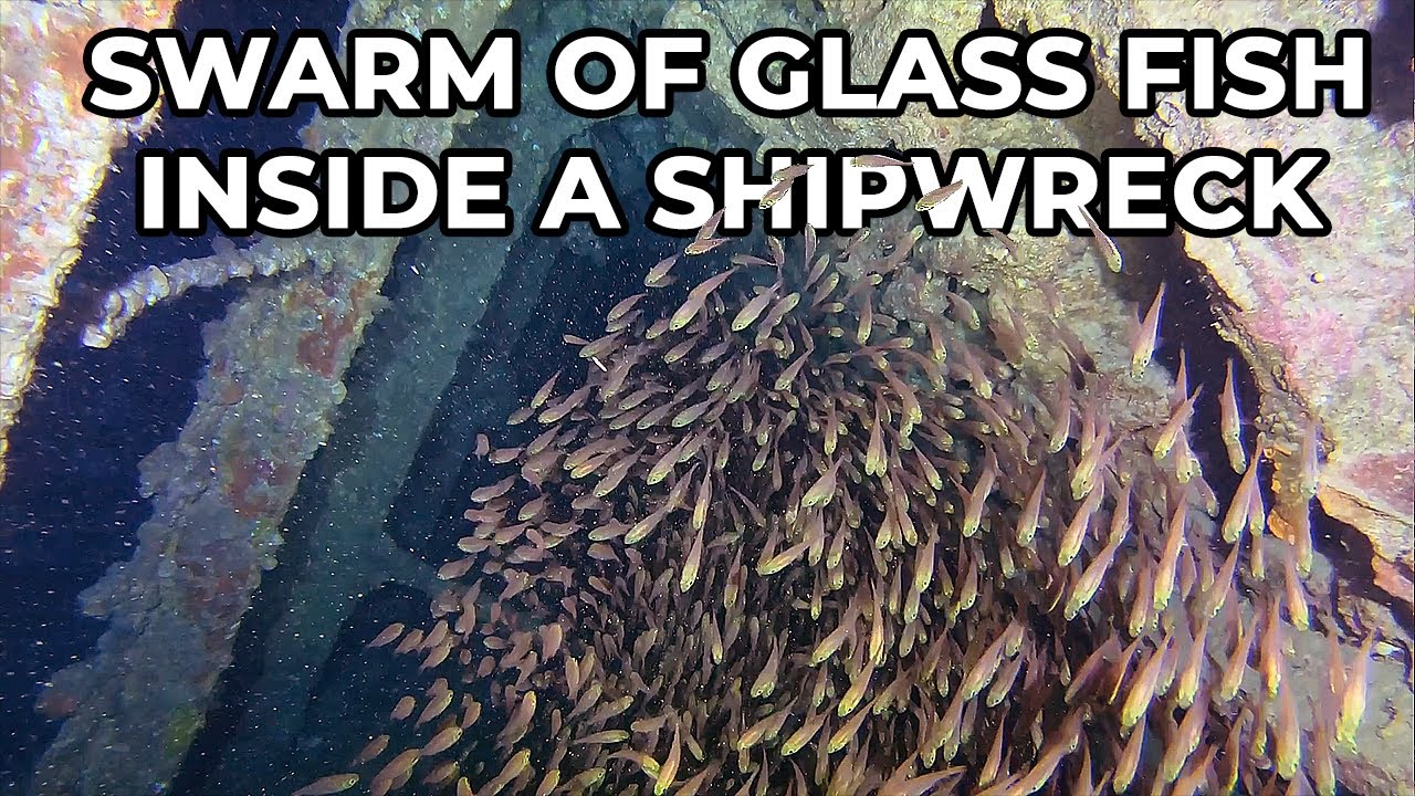 Amazing School of Glass Fish in the Wreck of the SS Carnatic, Red Sea ...