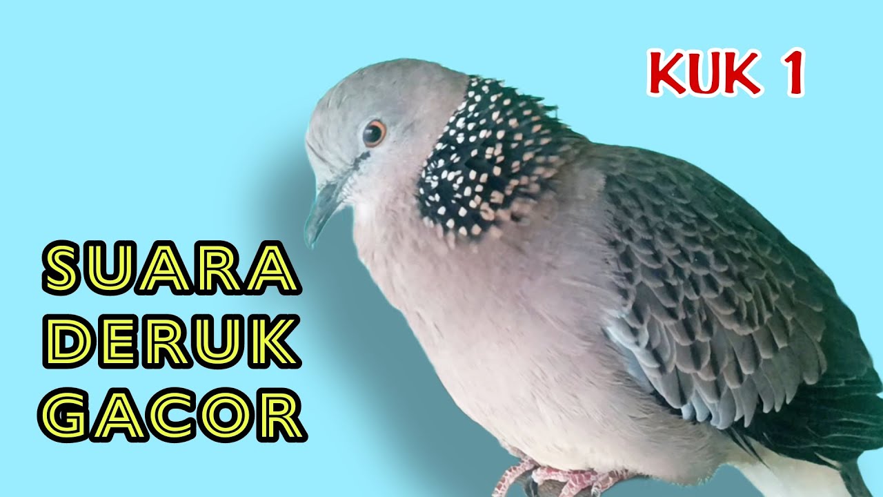 SUARA MANUK TEKUKUR DERKUKUR DERUK MEMANGGIL BETINA KUK 1 GACOR MERDU ...