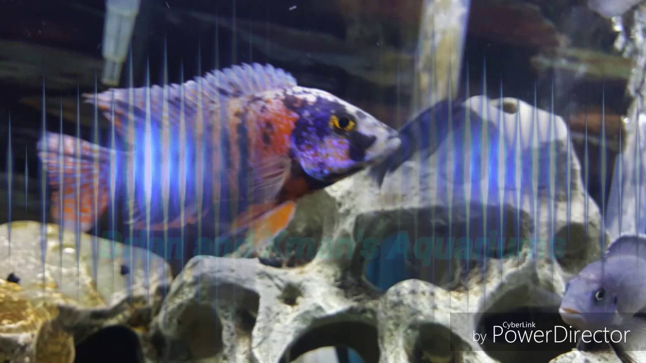 OB Peacock Fry - YouTube